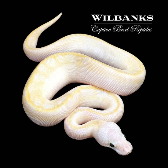 Ivory DragonFly Enchi Ball Python by Wilbanks Captive Bred Reptiles