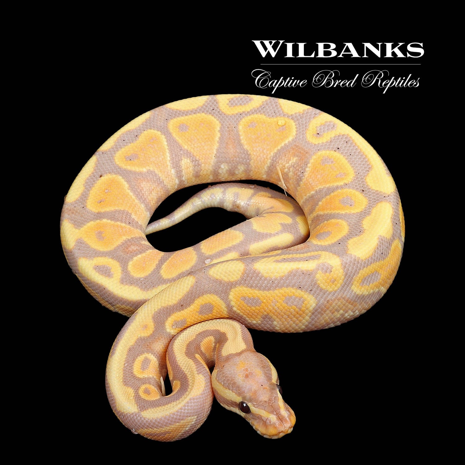 Banana Yellow Belly Ball Python by Wilbanks Captive Bred Reptiles ...