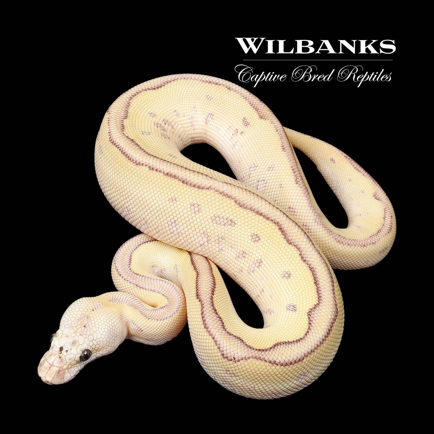 ButterFly Leopard Clown Ball Python by Wilbanks Captive Bred Reptiles ...