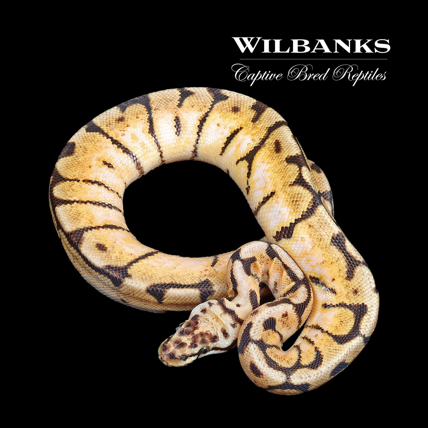 Bumble Bee Ball Python by Wilbanks Captive Bred Reptiles - MorphMarket