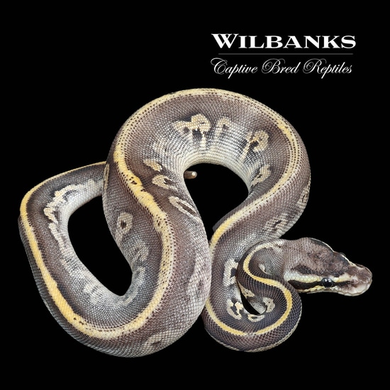 Blackhead Leopard Pastel Special Ball Python by Wilbanks Captive Bred ...