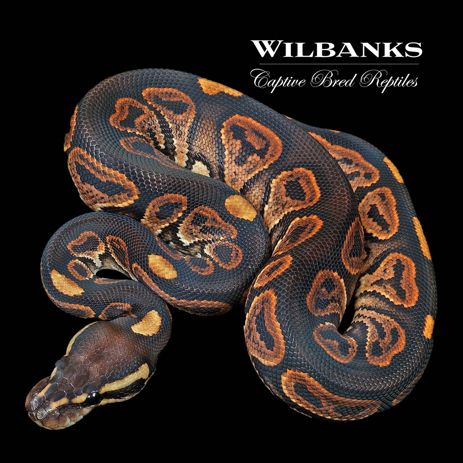 Black Pastel Ball Python by Wilbanks Captive Bred Reptiles - MorphMarket