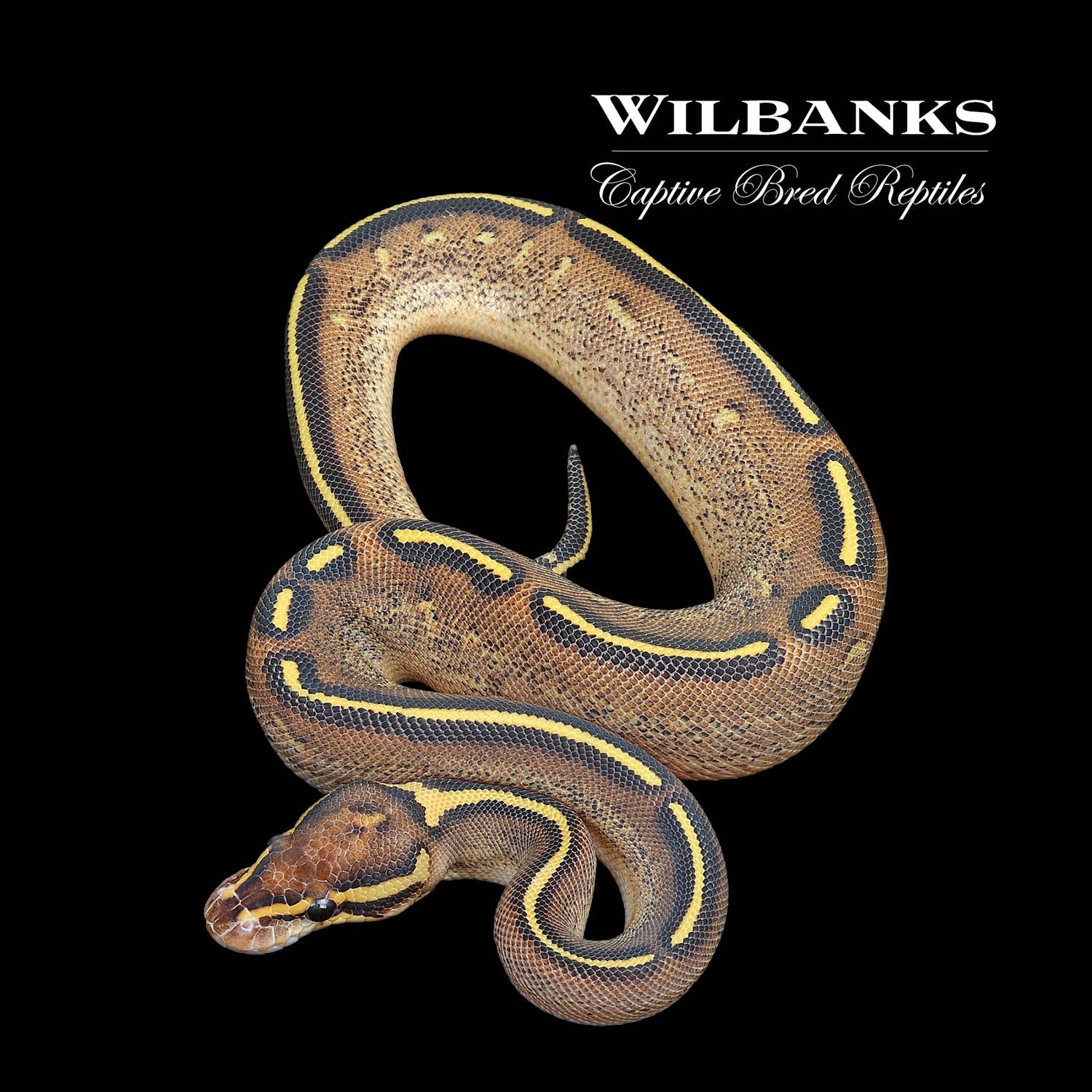 Freeway Ball Python by Wilbanks Captive Bred Reptiles - MorphMarket