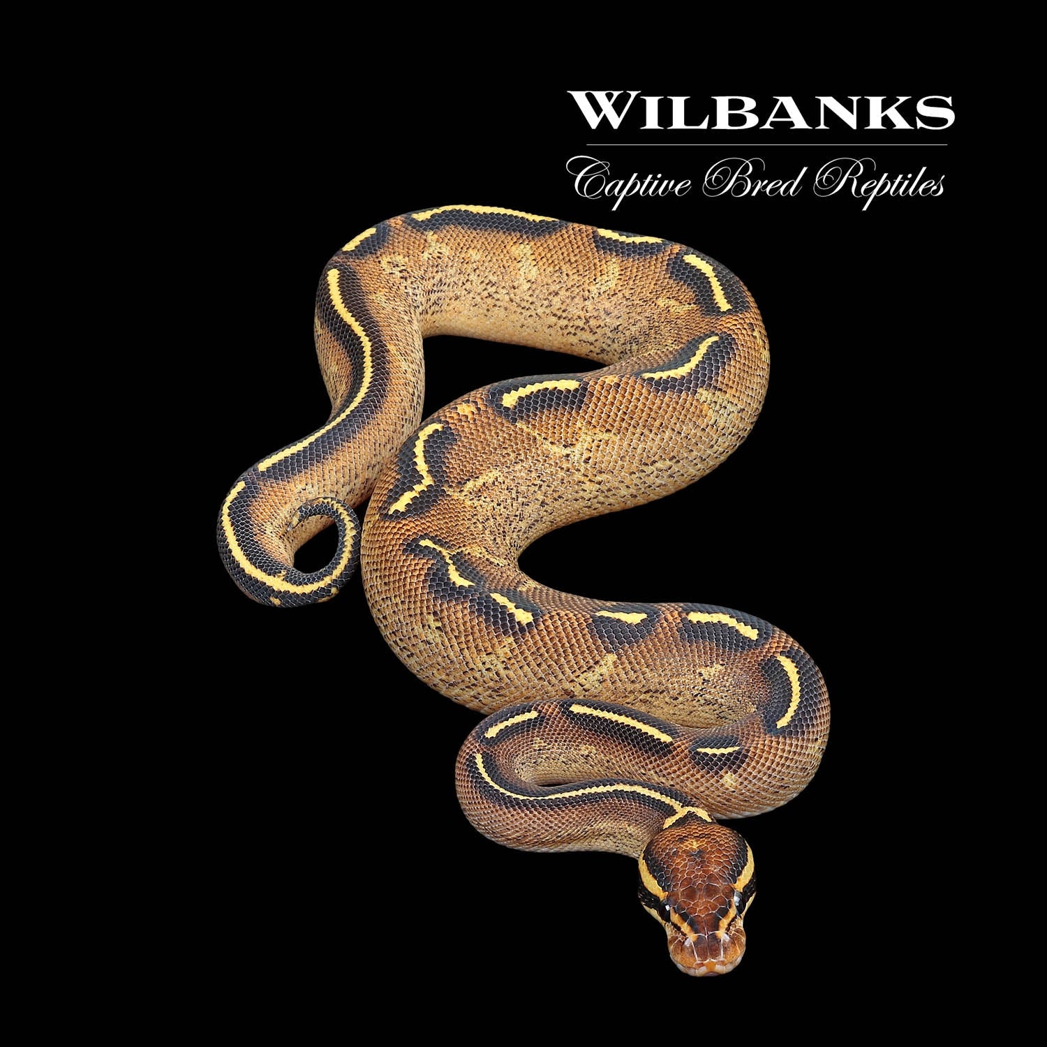Freeway Ball Python by Wilbanks Captive Bred Reptiles - MorphMarket