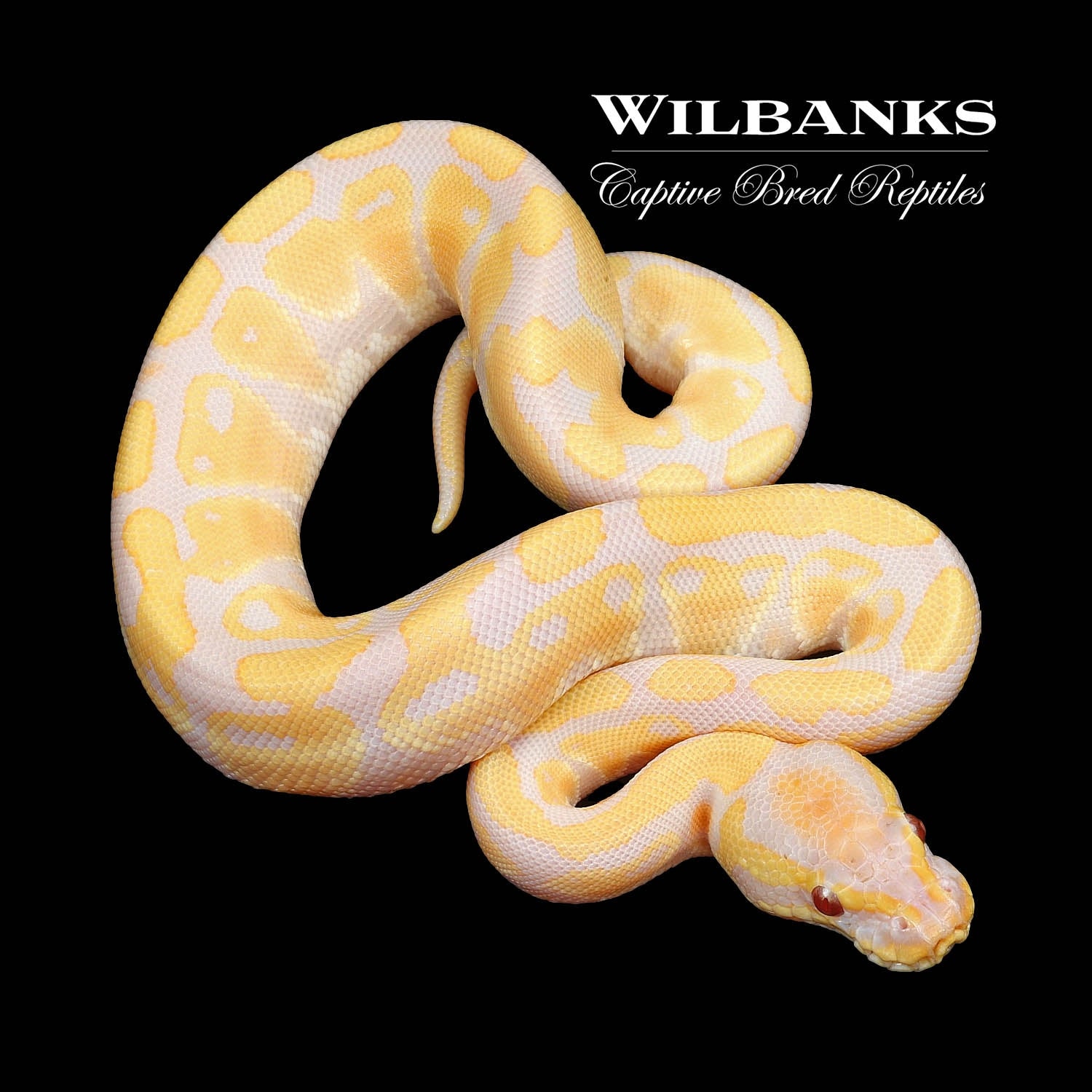 Candy Ball Python by Wilbanks Captive Bred Reptiles - MorphMarket
