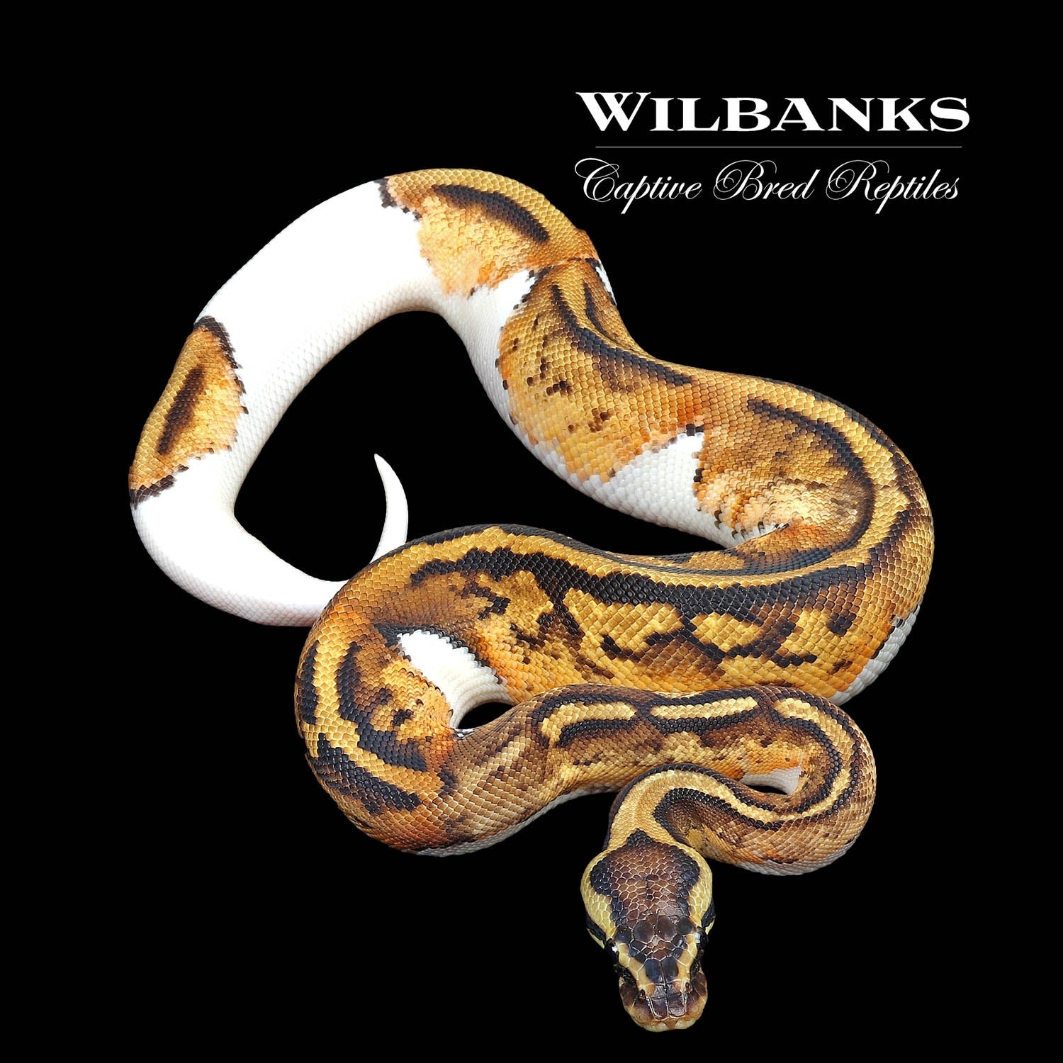 Pastel Pied Ball Python by Wilbanks Captive Bred Reptiles - MorphMarket