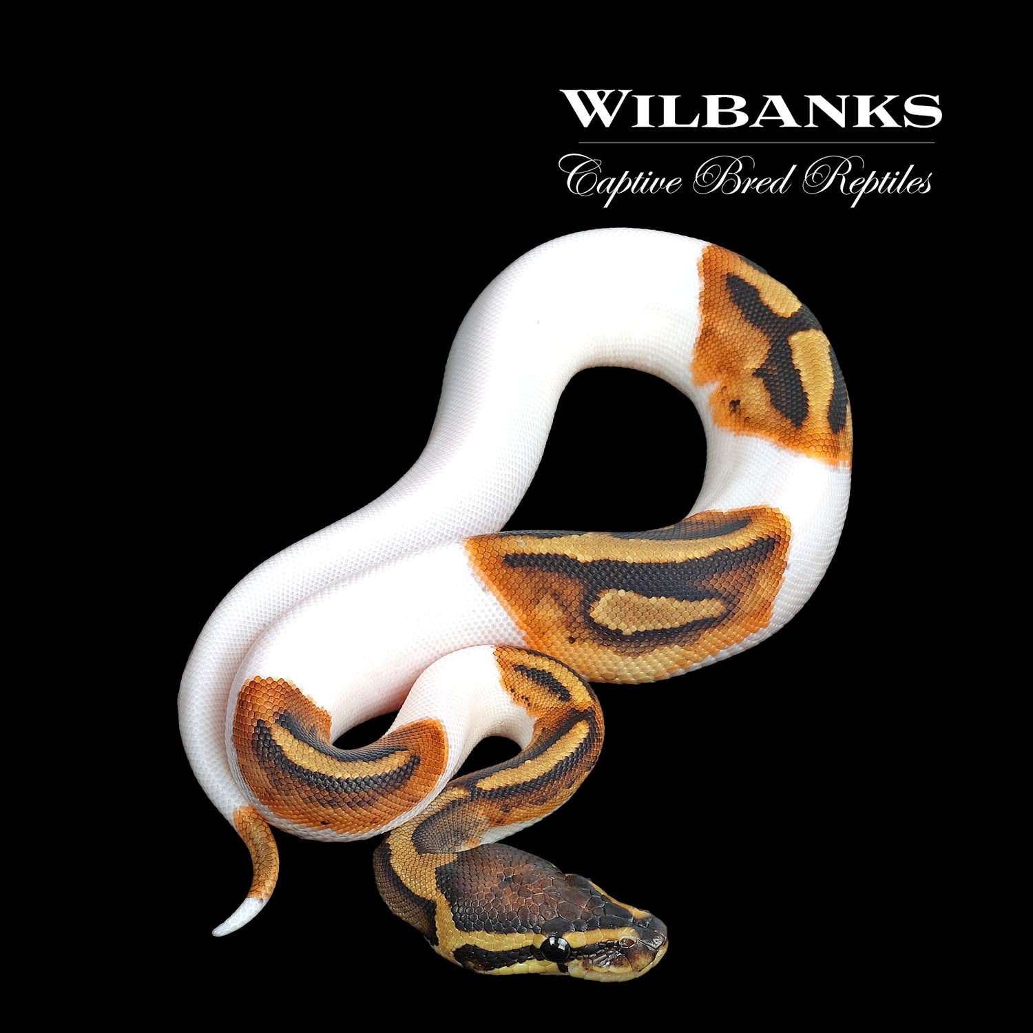 Pied Ball Python by Wilbanks Captive Bred Reptiles - MorphMarket