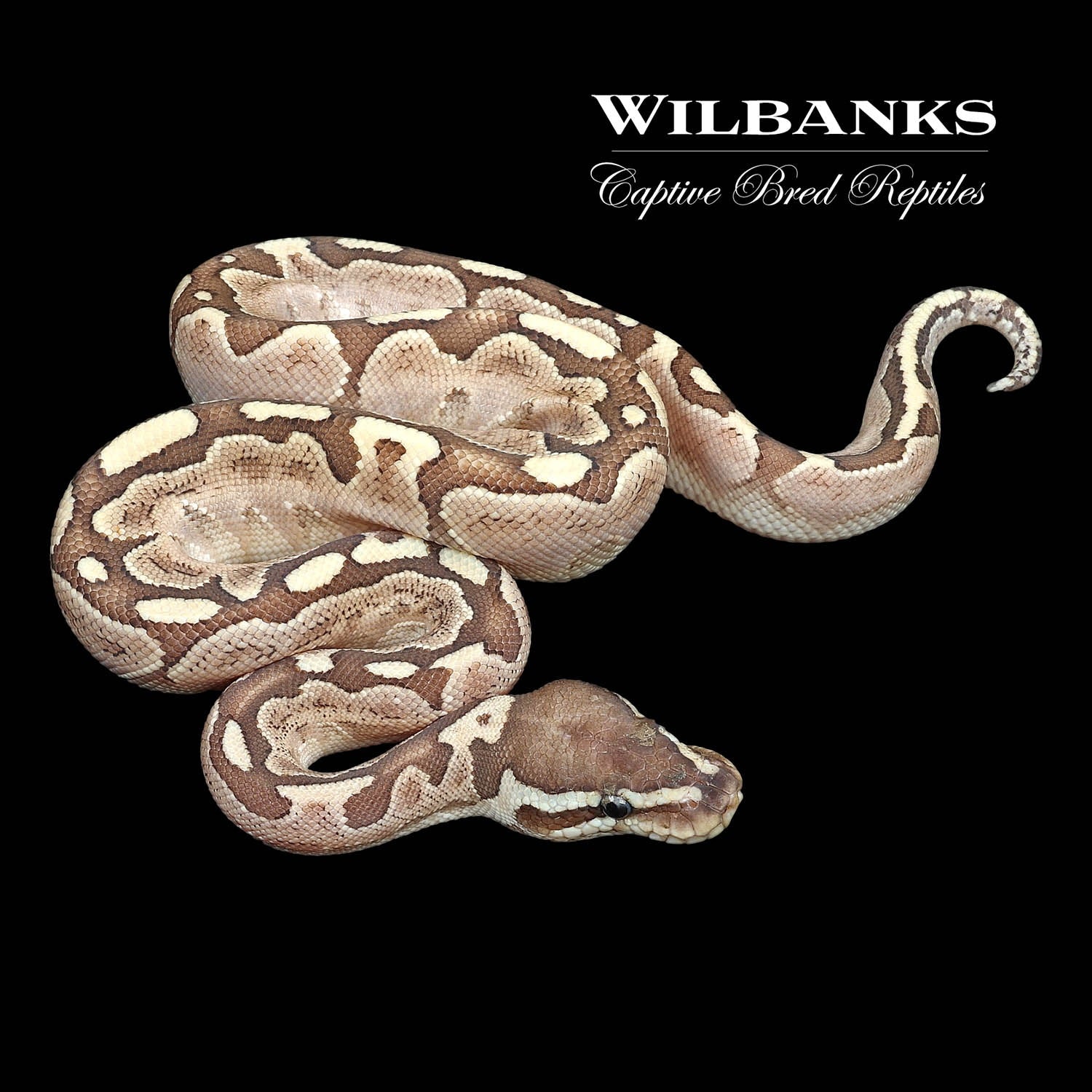 Bamboo Ball Python by Wilbanks Captive Bred Reptiles - MorphMarket