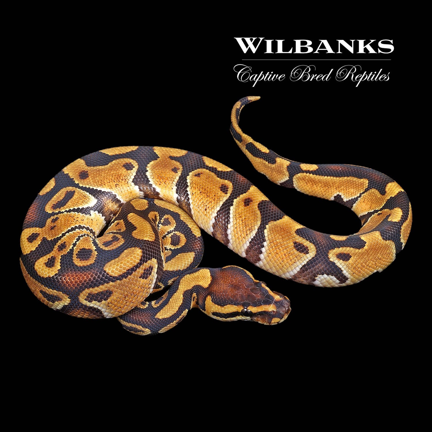 Enchi 100% DH Albino Clown Ball Python by Wilbanks Captive Bred ...