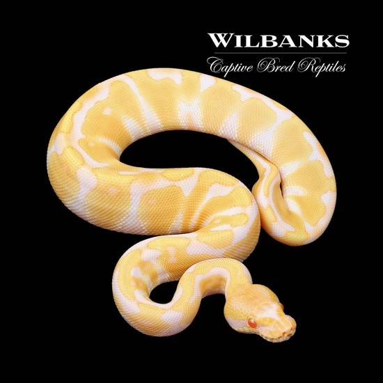 Albino Enchi Ball Python by Wilbanks Captive Bred Reptiles