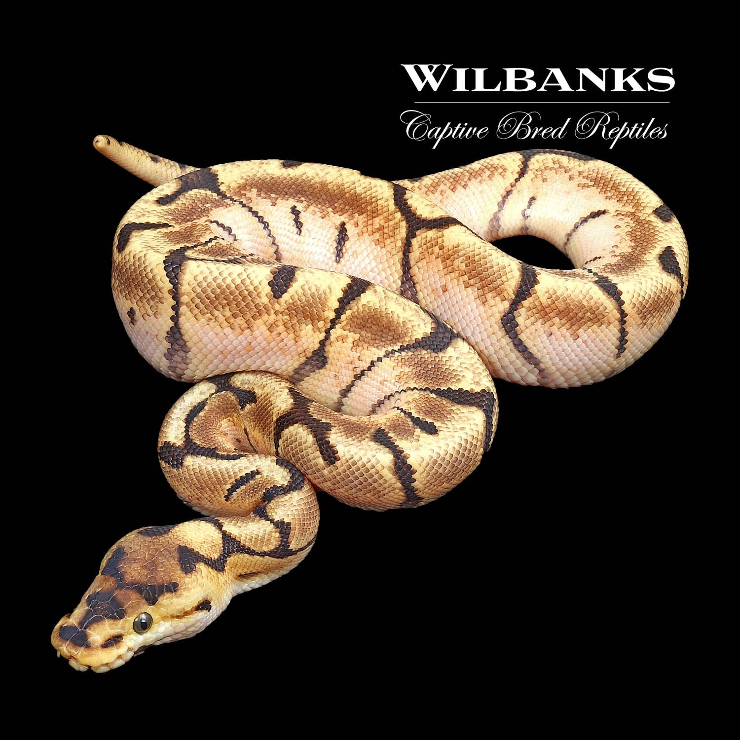 Stinger Bee 100% Het. Clown Ball Python by Wilbanks Captive Bred ...