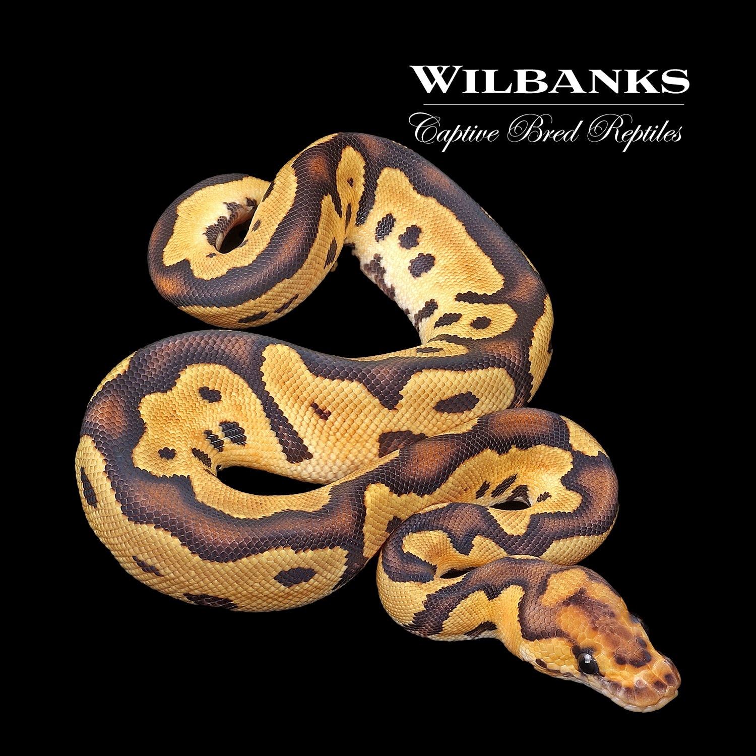 Fire Clown Ball Python by Wilbanks Captive Bred Reptiles - MorphMarket