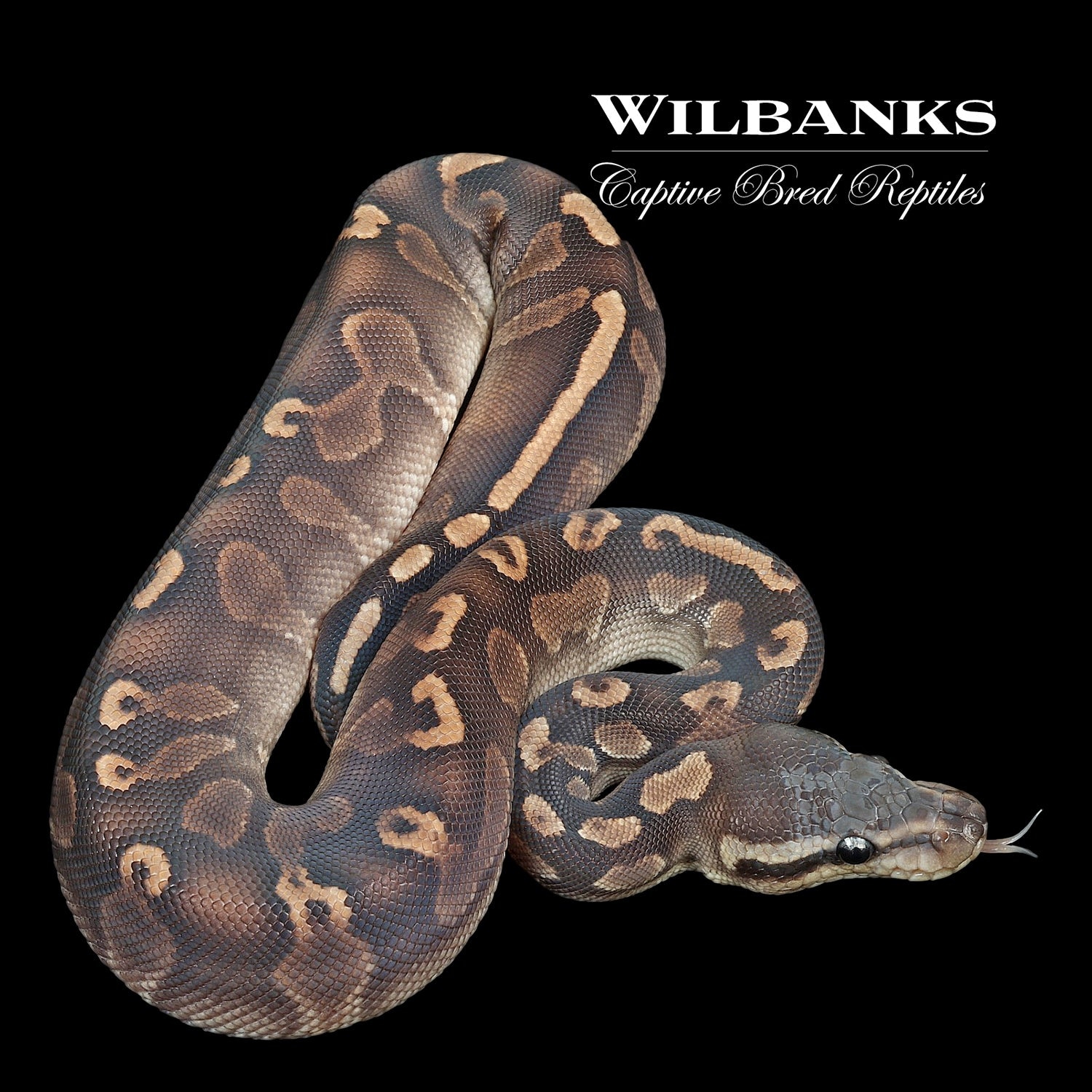 Cinnamon GHI Ball Python by Wilbanks Captive Bred Reptiles - MorphMarket