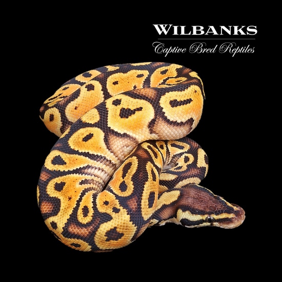 Pastel Orange Dream Yellow Belly Special Ball Python by Wilbanks ...
