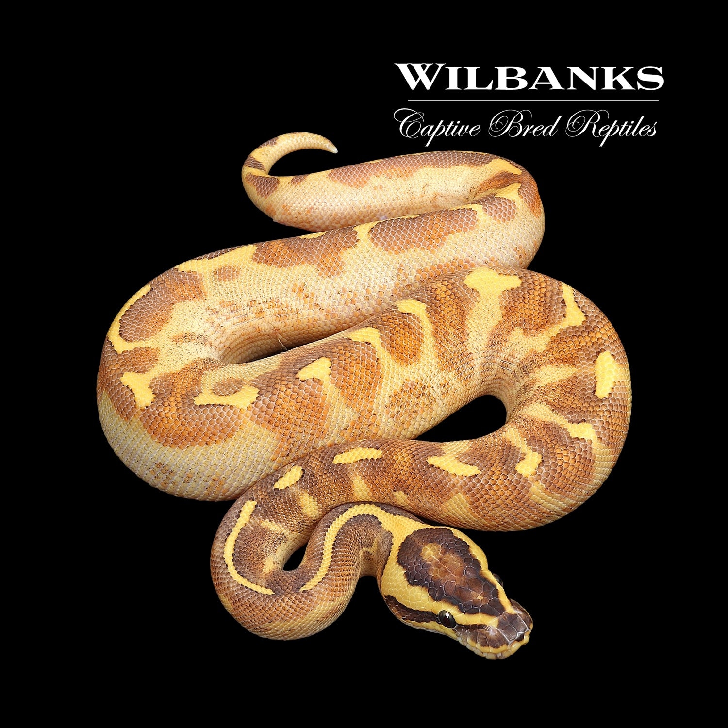 Fire Super Enchi Freeway Ball Python by Wilbanks Captive Bred Reptiles ...