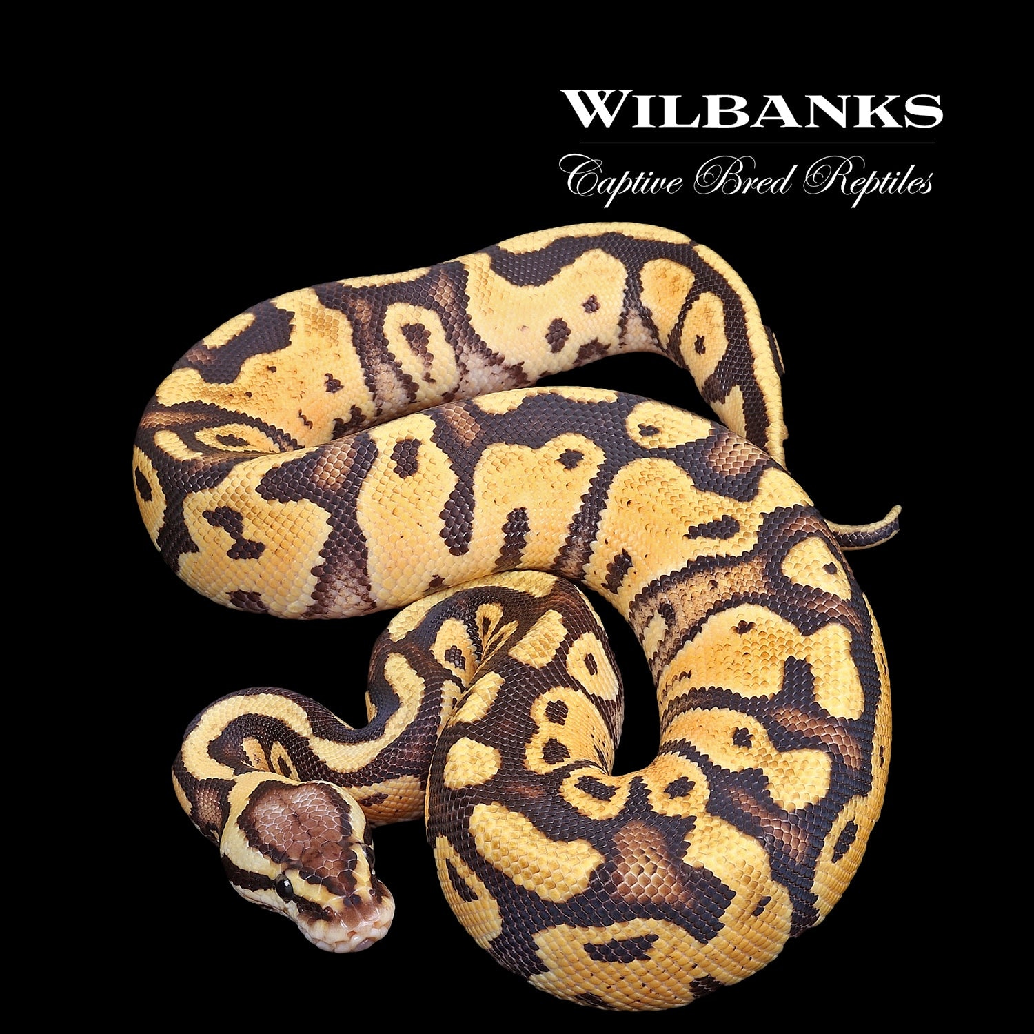 Firefly 100% Het. Clown Ball Python by Wilbanks Captive Bred Reptiles ...