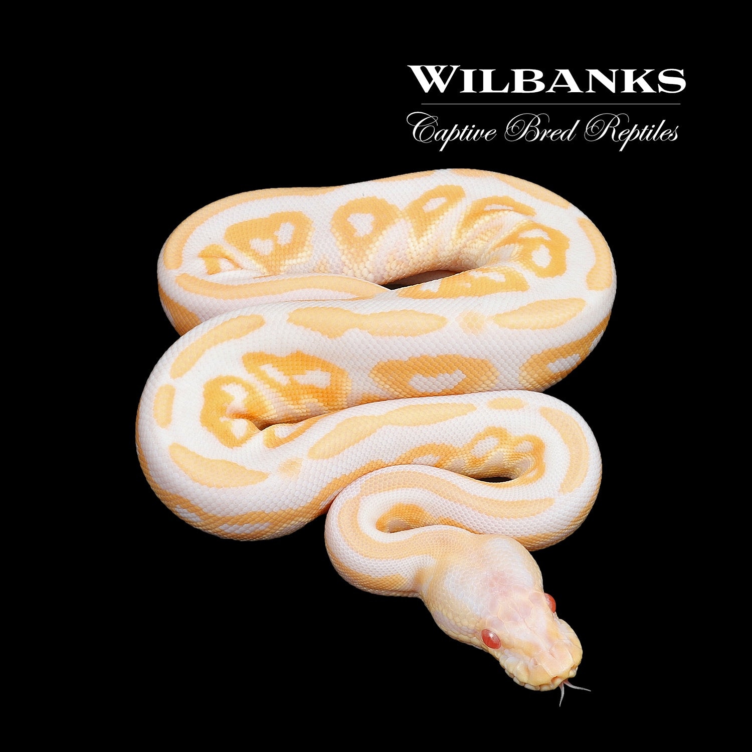 Cinnamon Albino Ball Python by Wilbanks Captive Bred Reptiles - MorphMarket