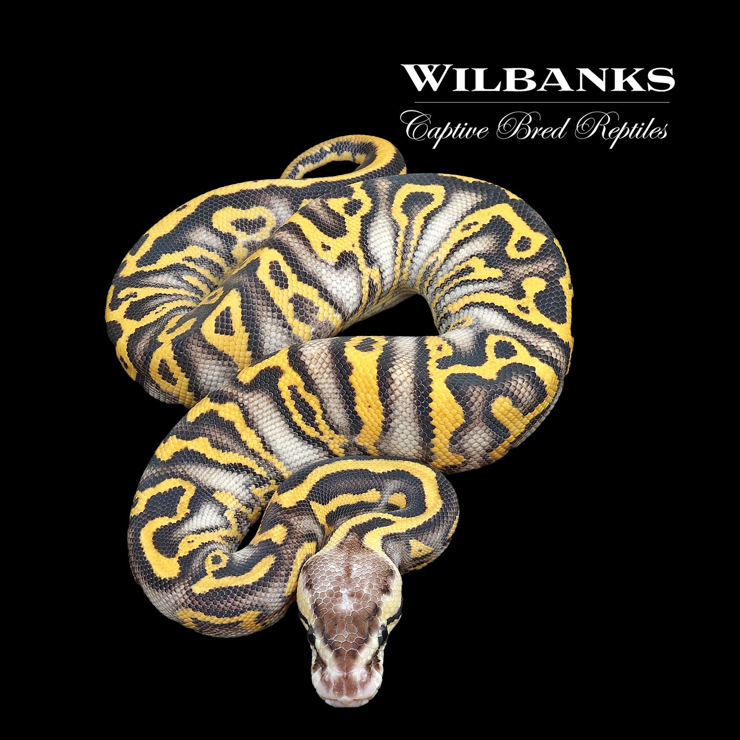 Pastel Super Gravel Leopard Fire Ball Python by Wilbanks Captive Bred Reptiles - MorphMarket