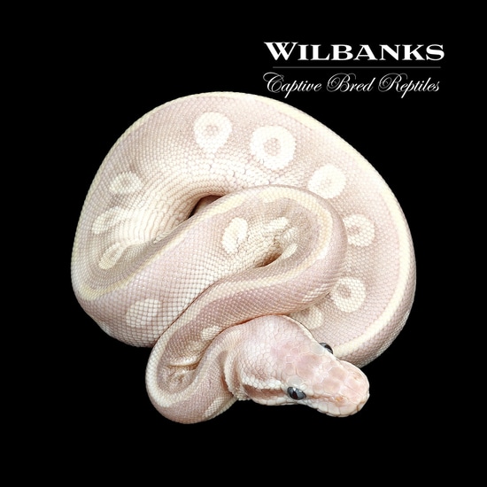 Pastel Purple Passion Ball Python by Wilbanks Captive Bred Reptiles