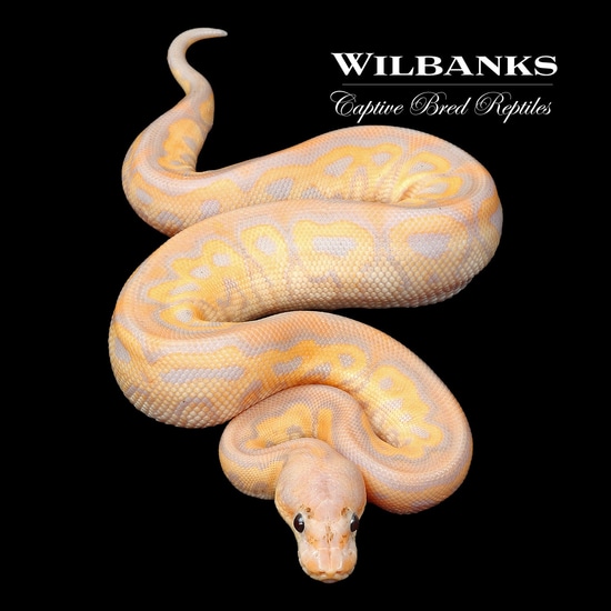 Banana Cinnamon Clown Yellow Belly Ball Python by Wilbanks Captive Bred ...