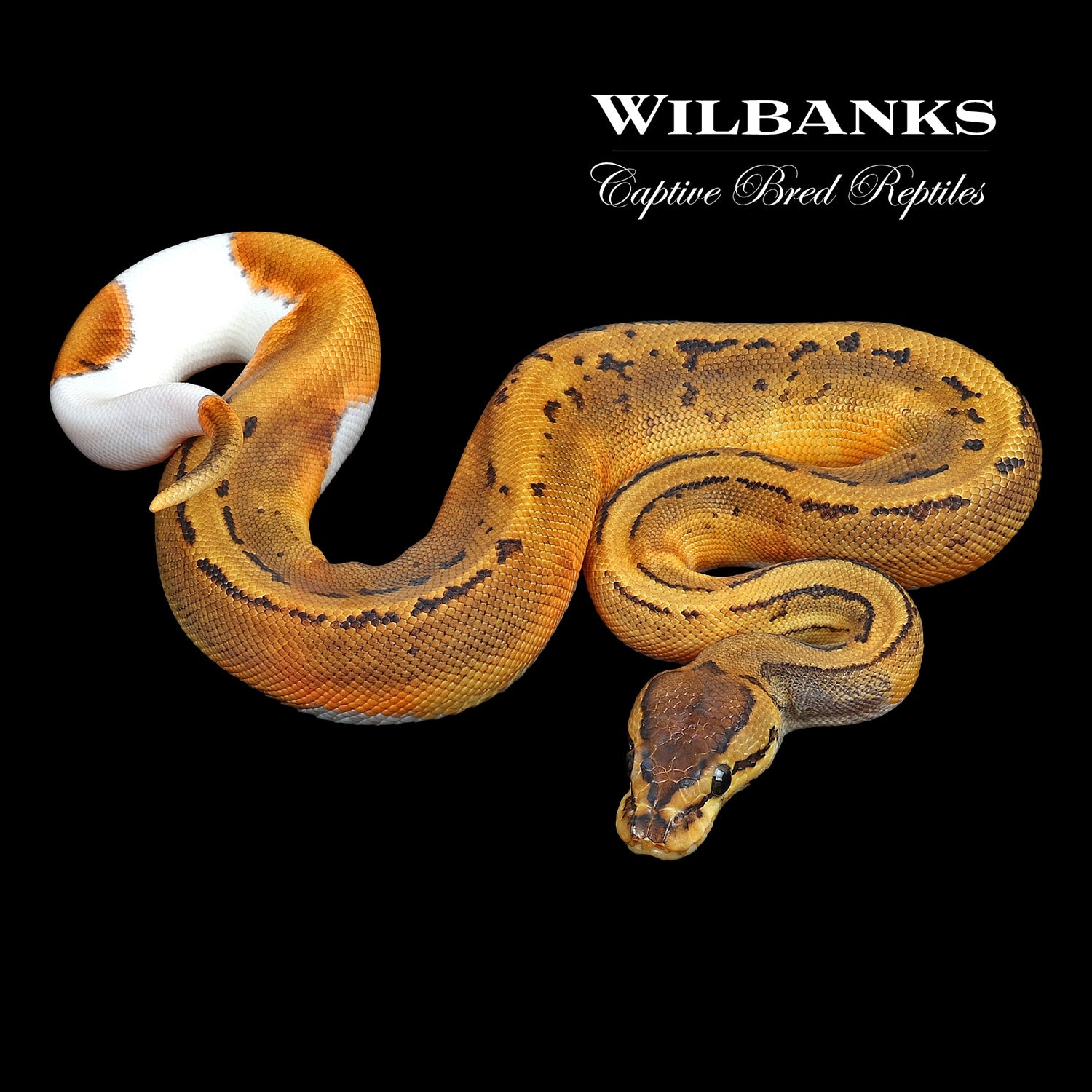 Pinstripe Pied Ball Python by Wilbanks Captive Bred Reptiles - MorphMarket