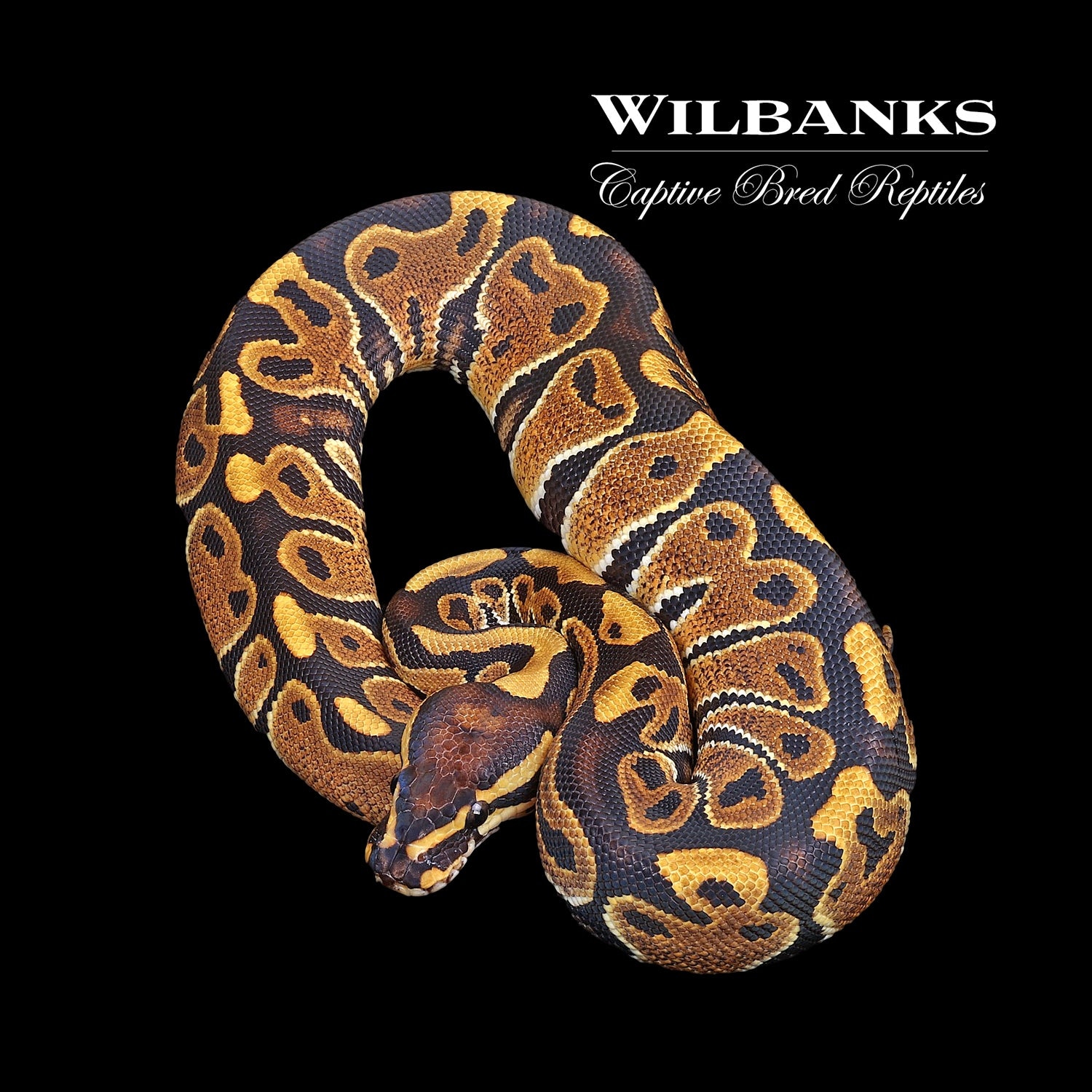 Gravel (Guaranteed) Ball Python by Wilbanks Captive Bred Reptiles ...