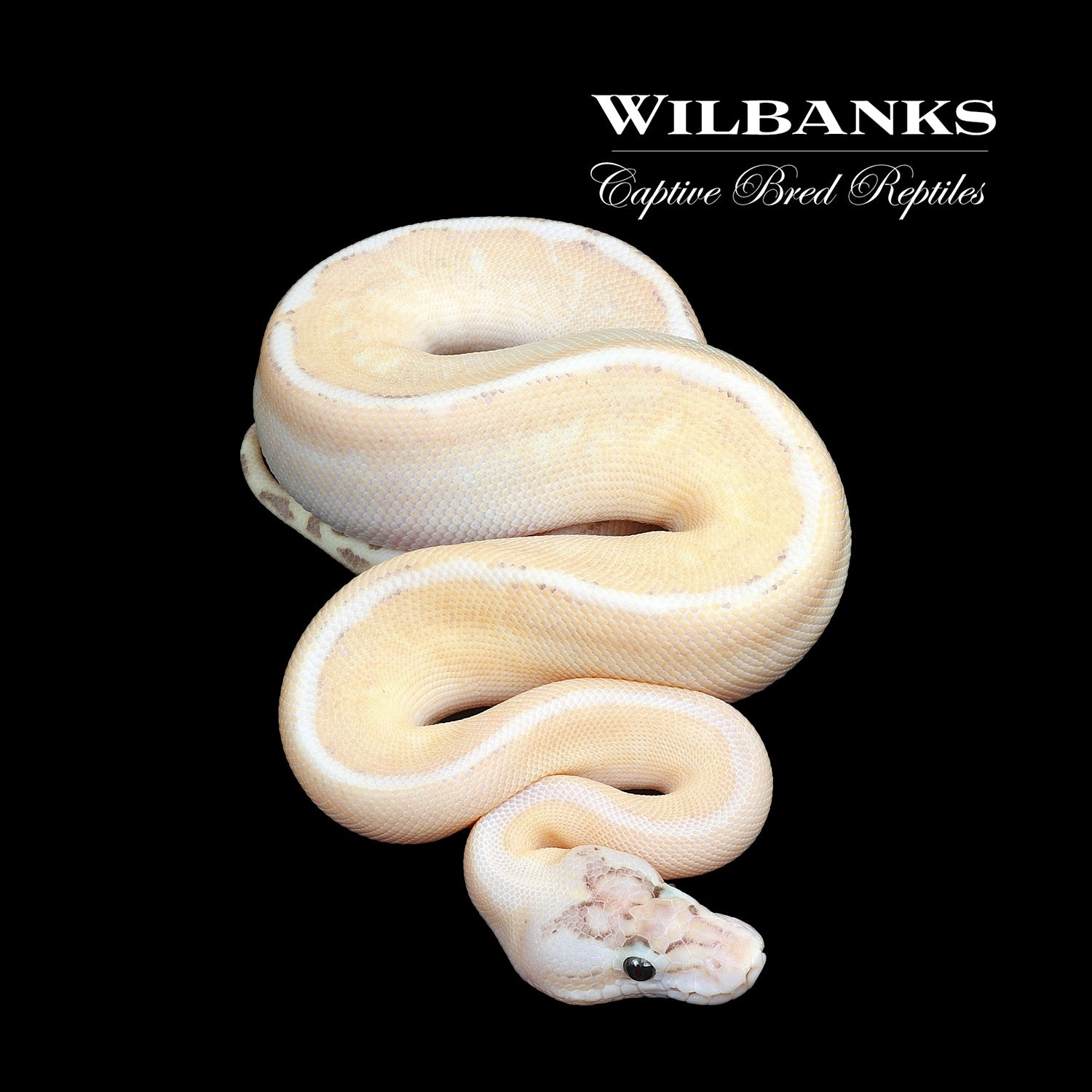 Spotnose Enchi Puma Ball Python by Wilbanks Captive Bred Reptiles ...