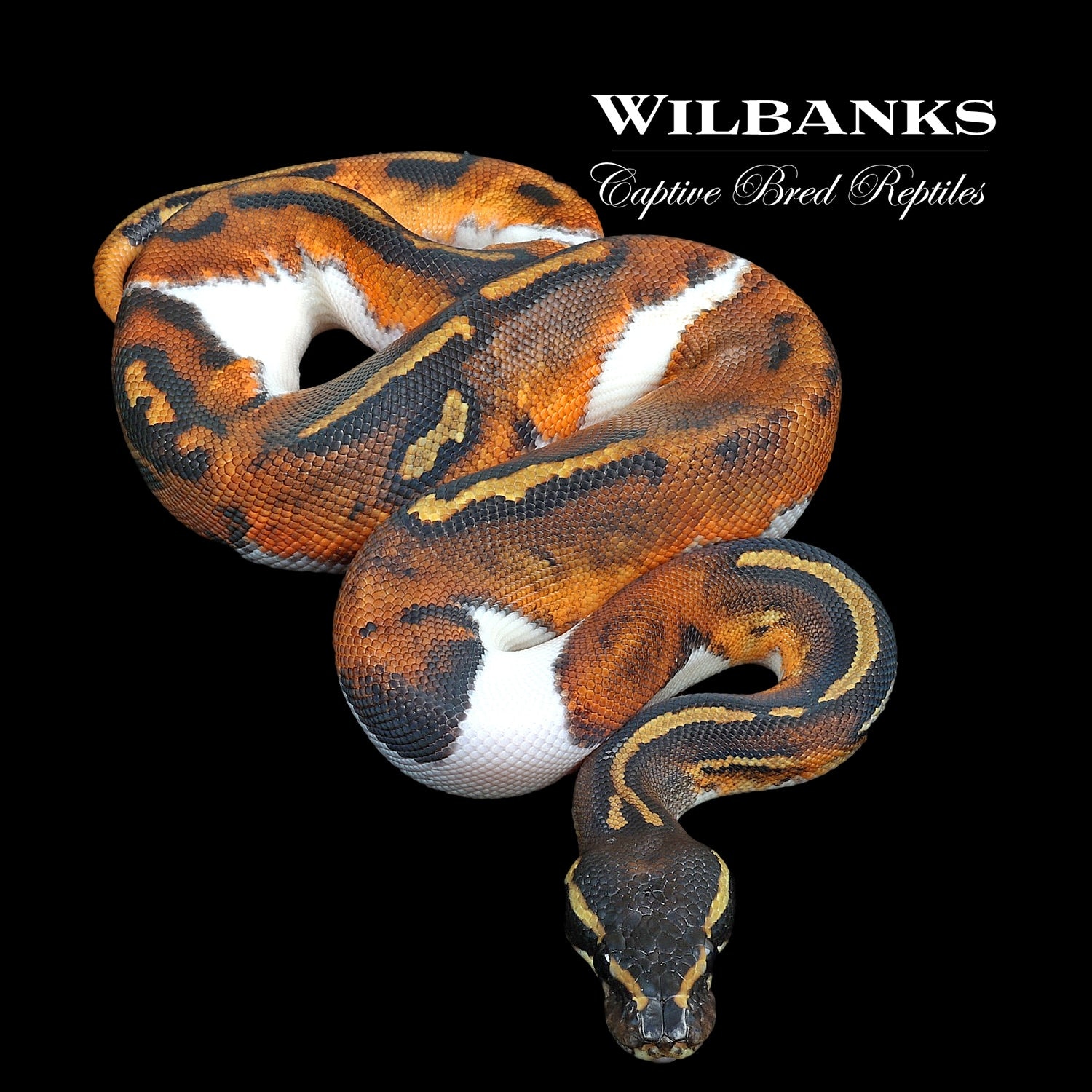 Blackhead Pied Ball Python by Wilbanks Captive Bred Reptiles - MorphMarket