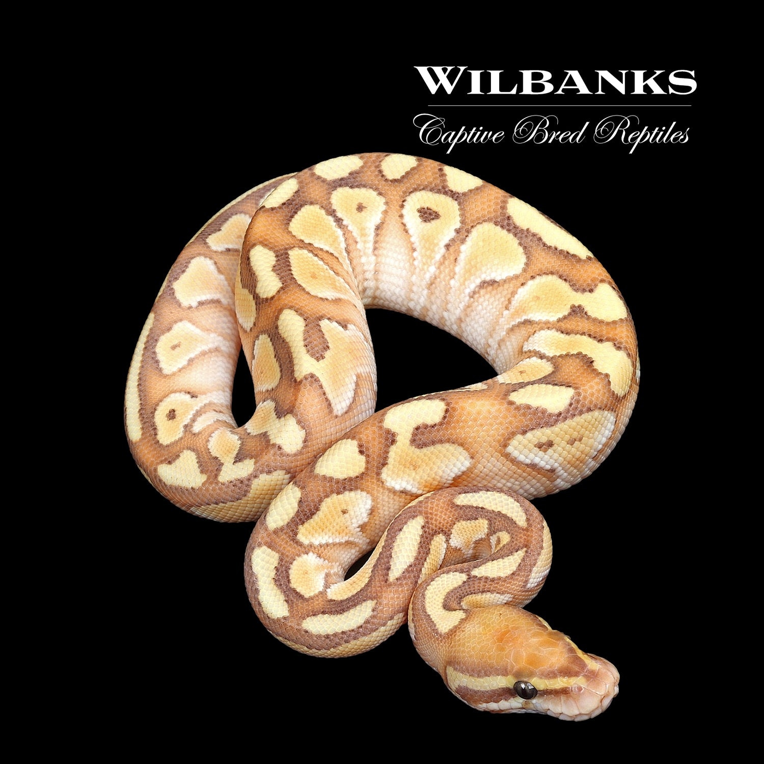 Banana Butter Ball Python by Wilbanks Captive Bred Reptiles - MorphMarket