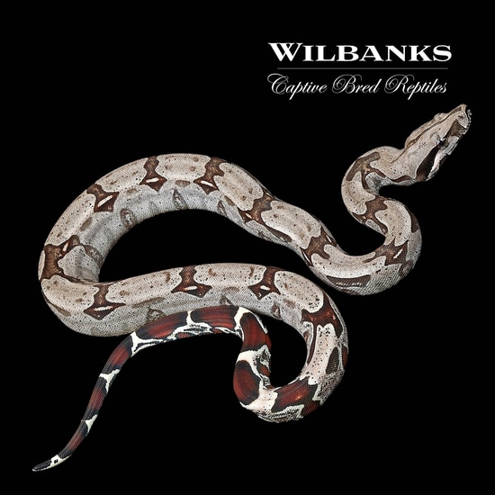 Surinam True Red Tailed Boa Constrictor True Red-Tailed Boa Constrictor ...