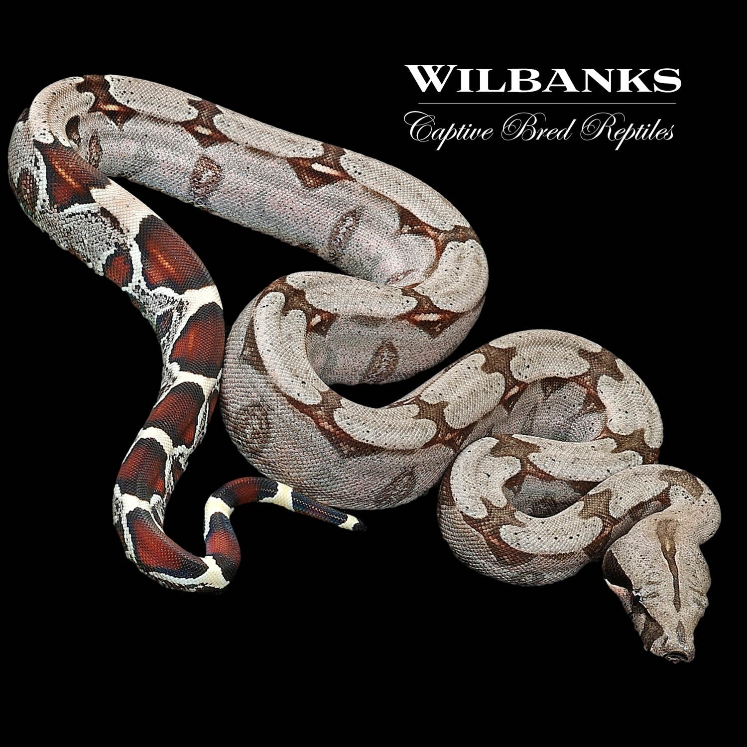 Surinam True Red Tailed Boa Constrictor True Red-Tailed Boa Constrictor ...