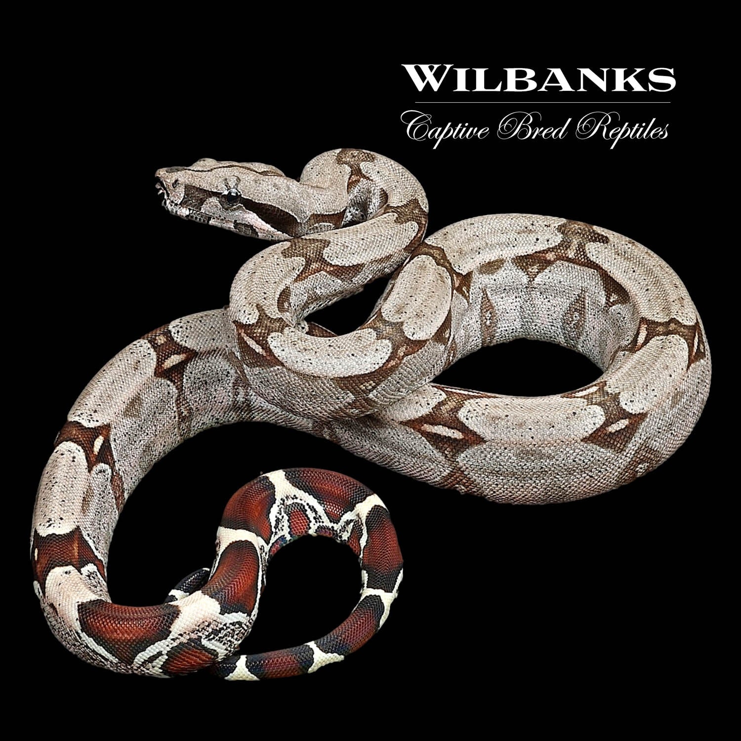 Surinam True Red-tailed Boa Constrictor by Wilbanks Captive Bred ...