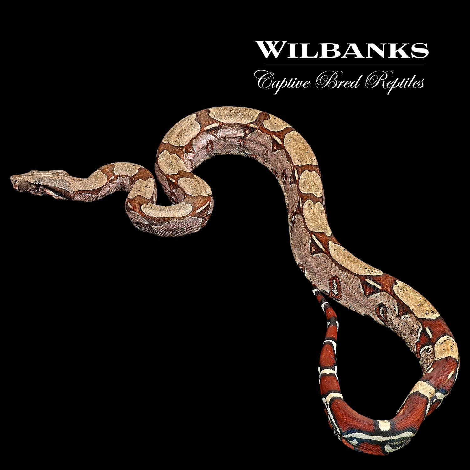 Surinam True Red-tailed Boa Constrictor by Wilbanks Captive Bred ...