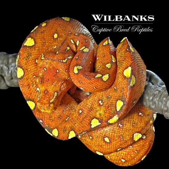 Biak Green Tree Python by Wilbanks Captive Bred Reptiles