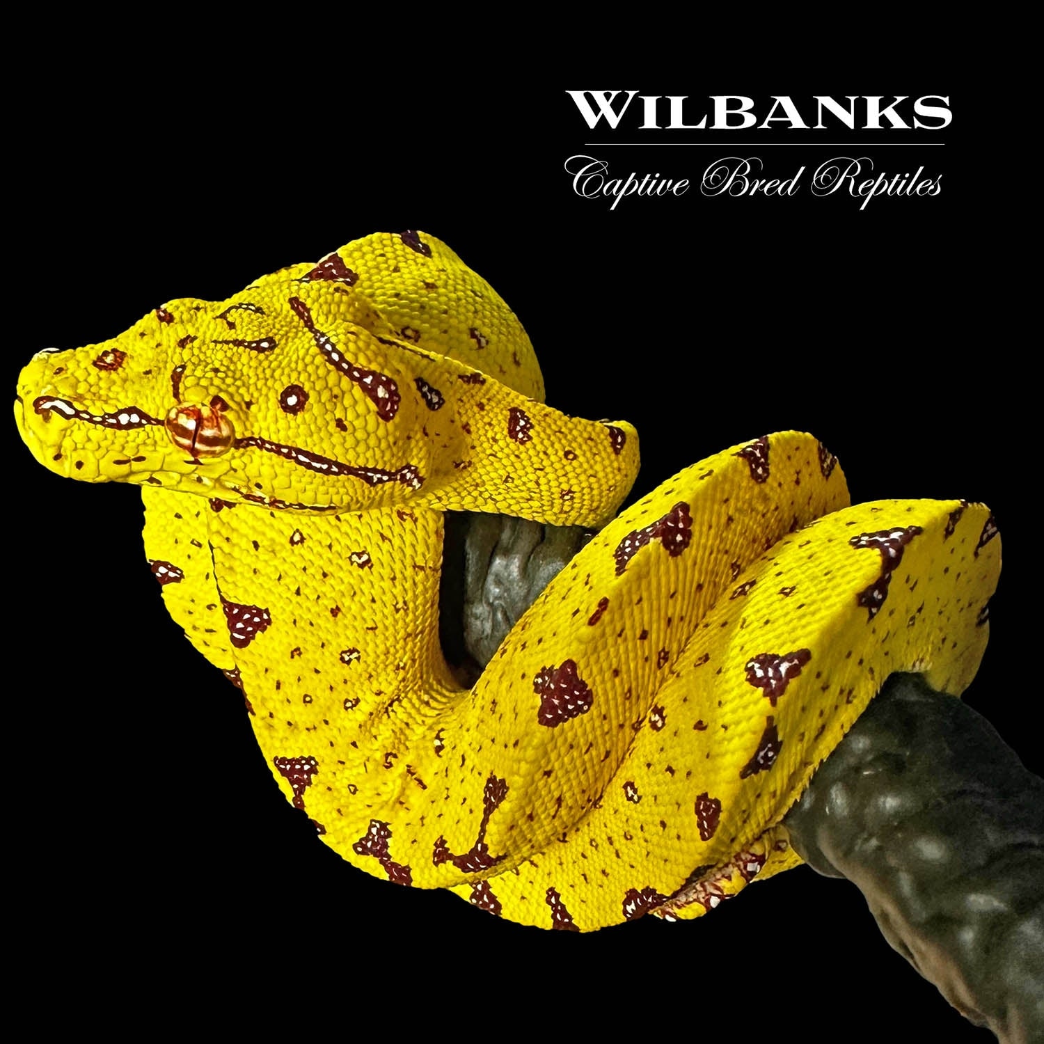 Biak Green Tree Python by Wilbanks Captive Bred Reptiles - MorphMarket