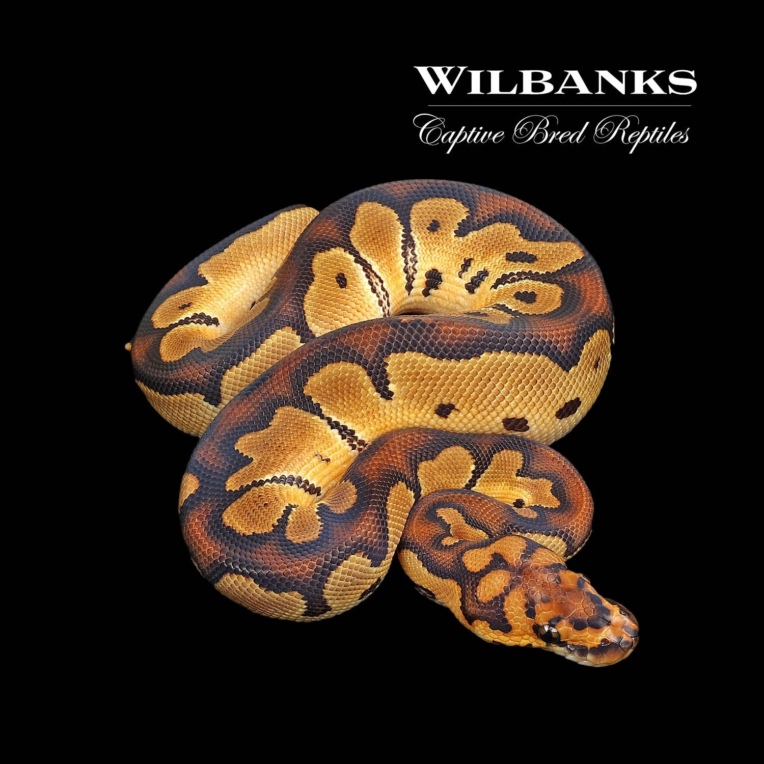 Clown Ball Python by Wilbanks Captive Bred Reptiles - MorphMarket