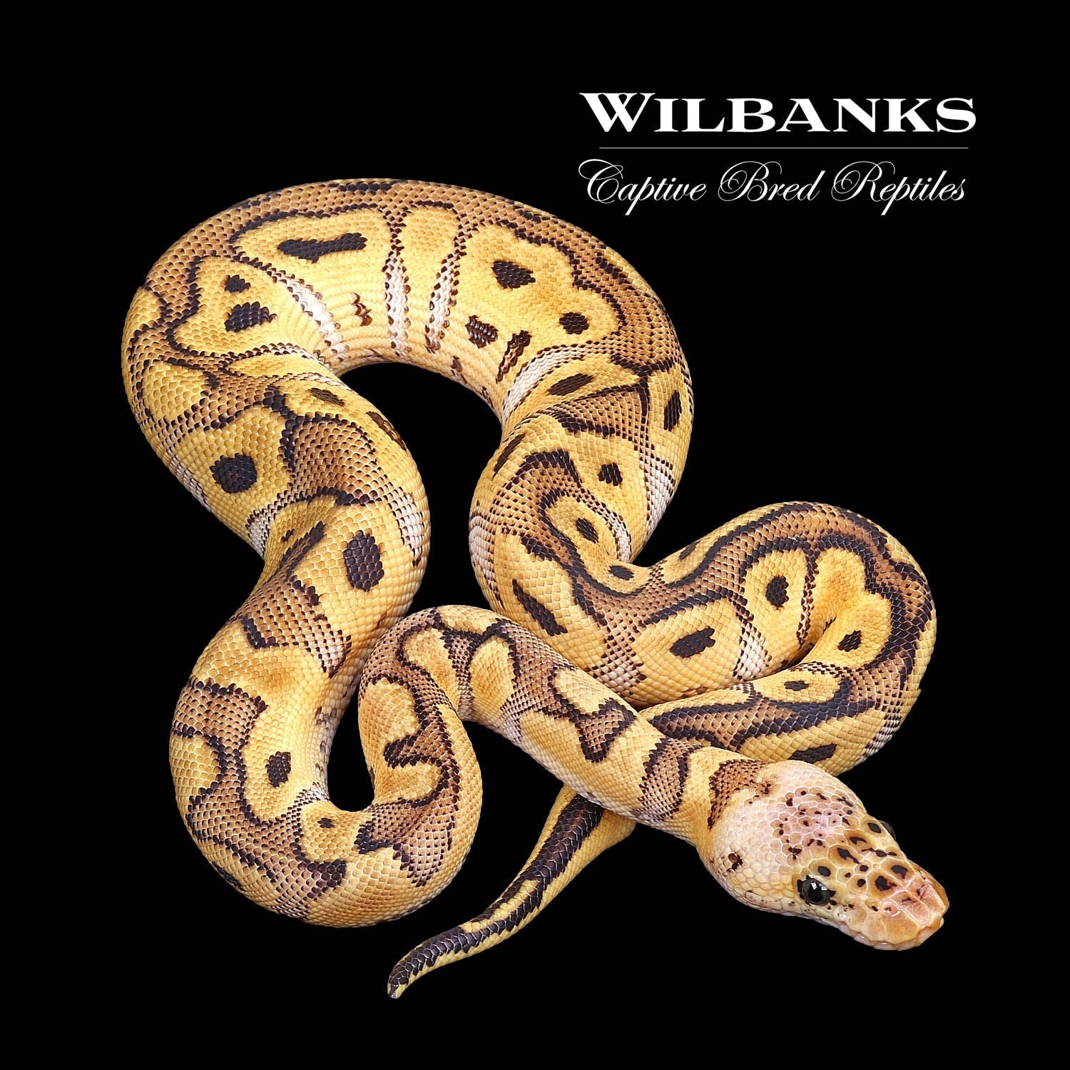 Pastel Clown Ball Python by Wilbanks Captive Bred Reptiles - MorphMarket