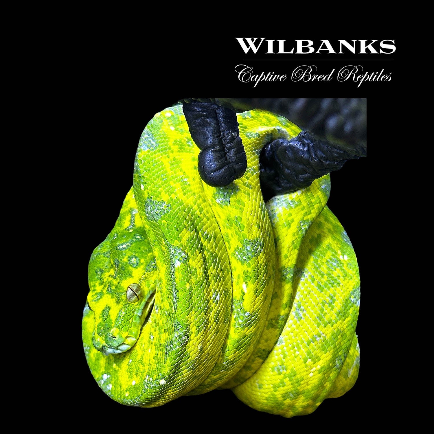 Biak Green Tree Python by Wilbanks Captive Bred Reptiles - MorphMarket