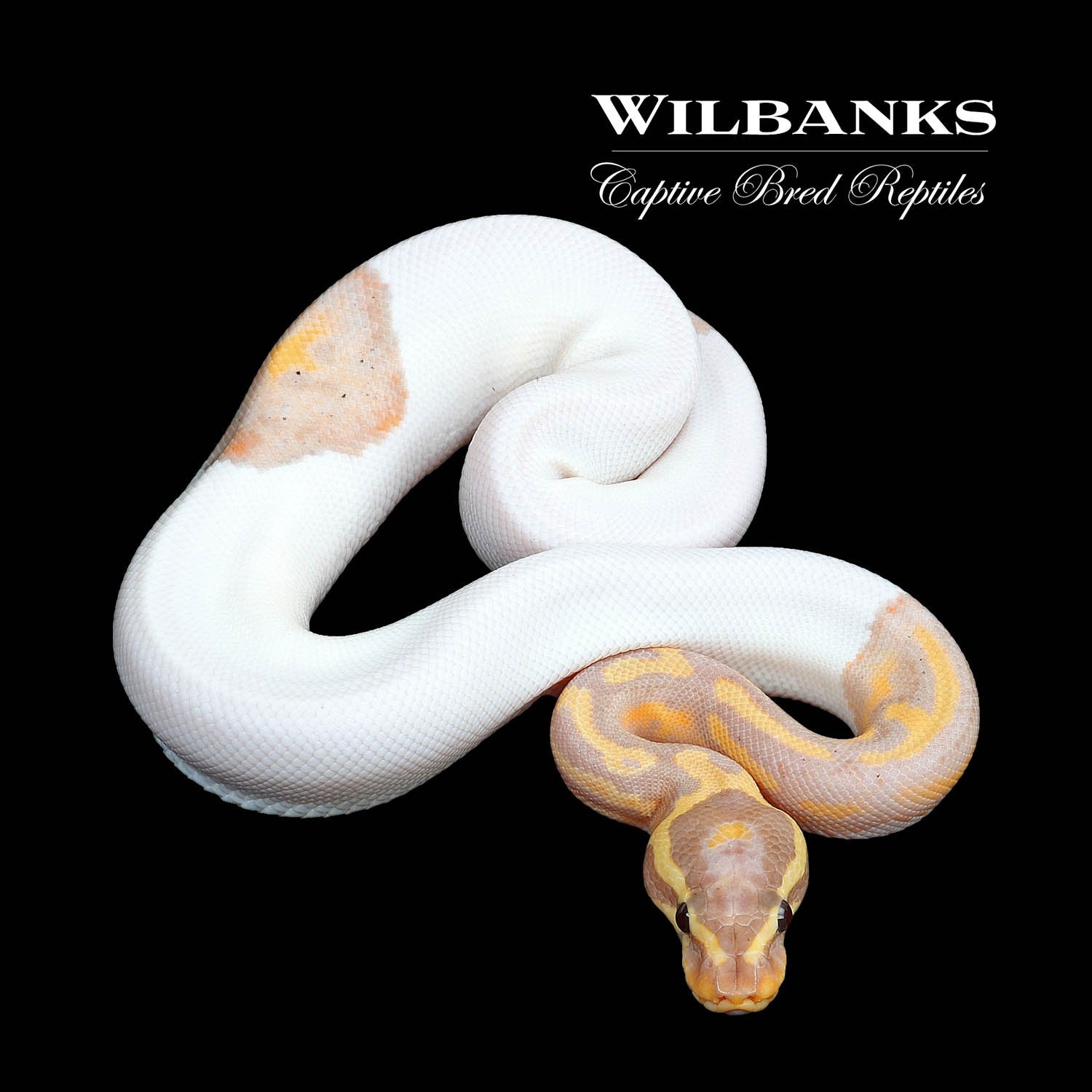 Banana Pied Ball Python by Wilbanks Captive Bred Reptiles - MorphMarket