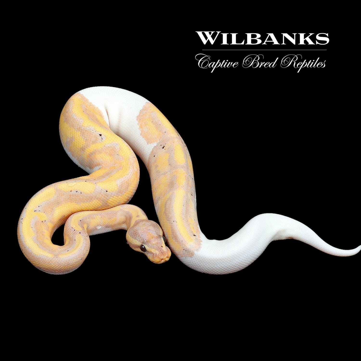Banana Pied Ball Python by Wilbanks Captive Bred Reptiles - MorphMarket