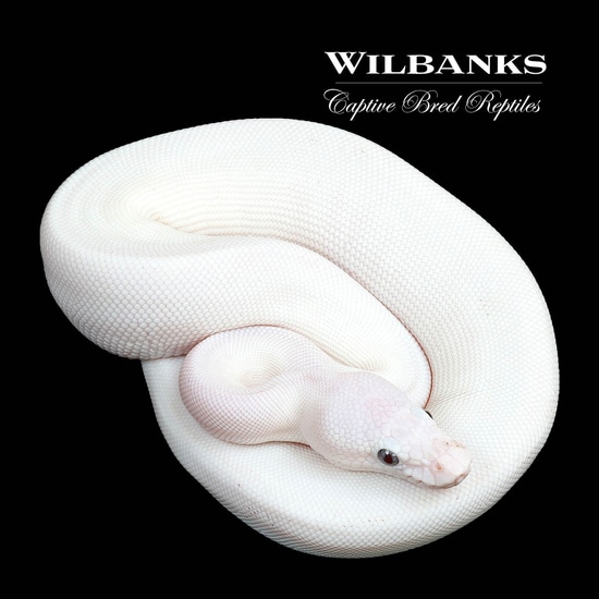 Banana Blue Eyed Leucistic (Mojave Butter) Ball Python by Wilbanks ...