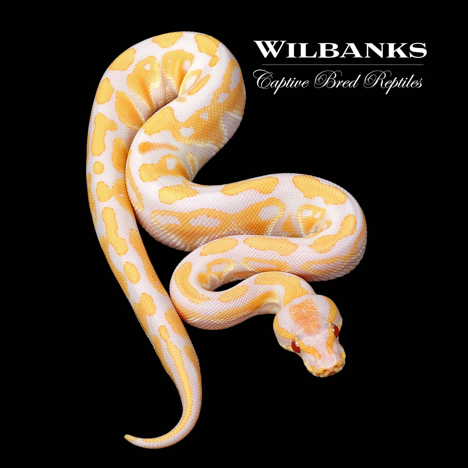 Lavender Albino Ball Python by Wilbanks Captive Bred Reptiles - MorphMarket