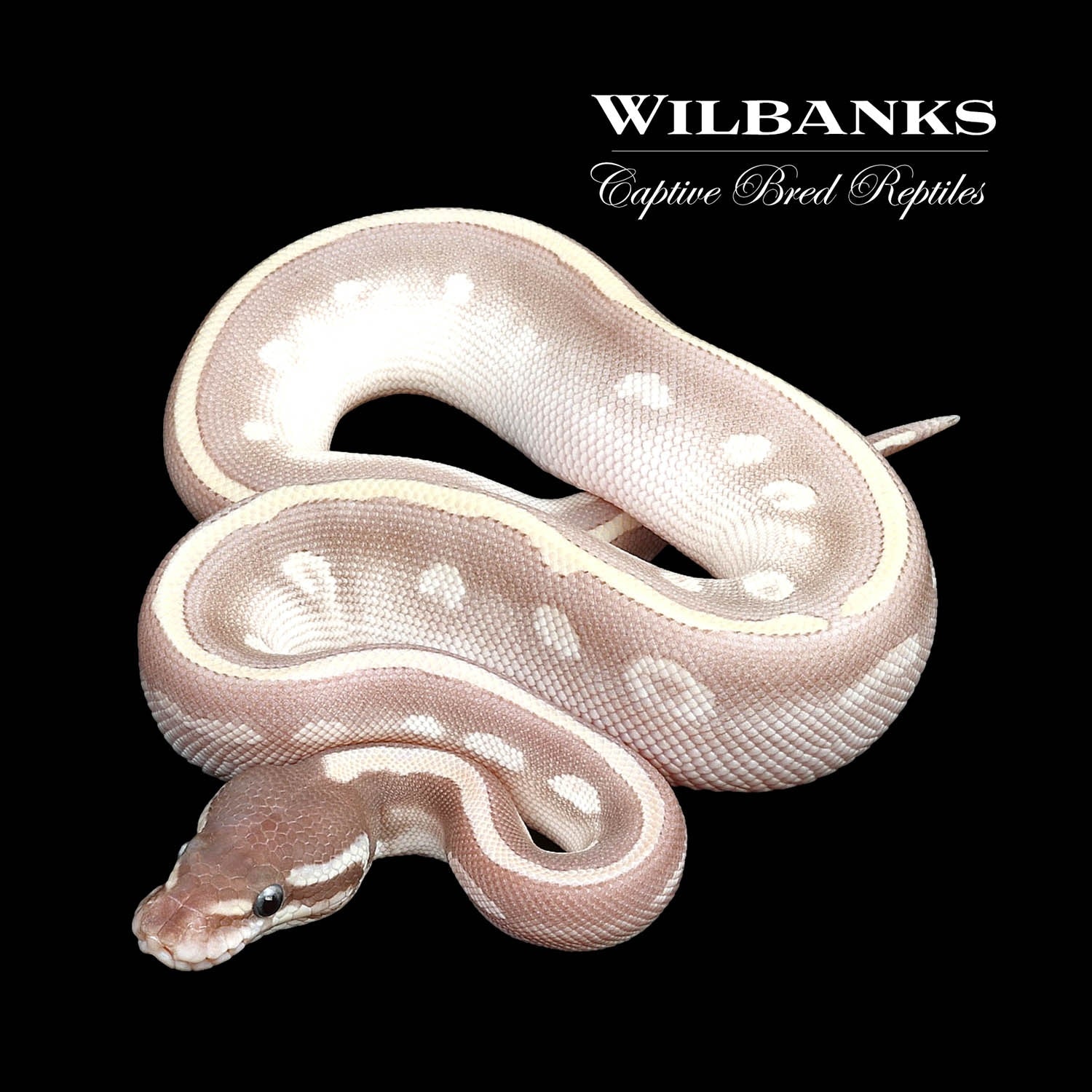 Pastel Purple Passion Ball Python by Wilbanks Captive Bred Reptiles ...