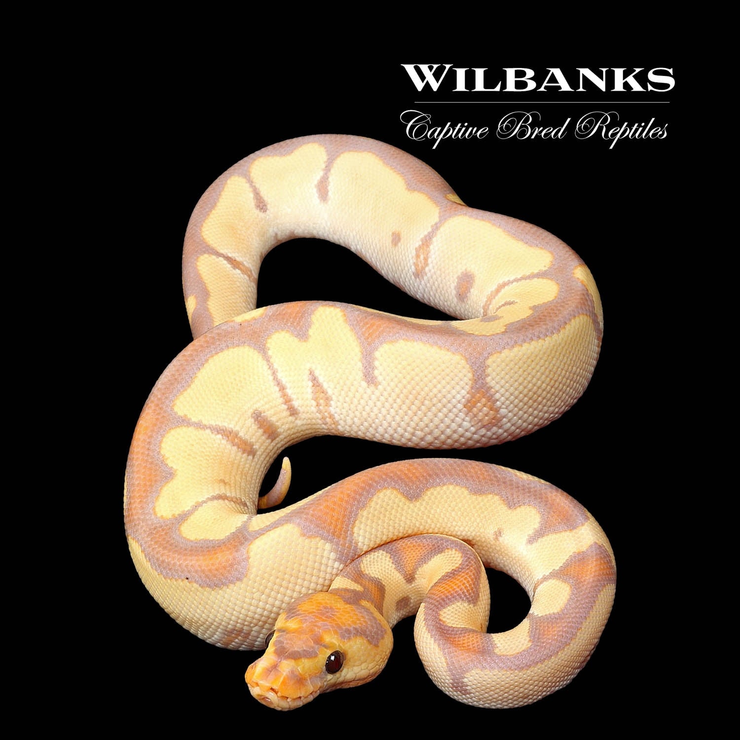 Banana Clown Ball Python by Wilbanks Captive Bred Reptiles - MorphMarket