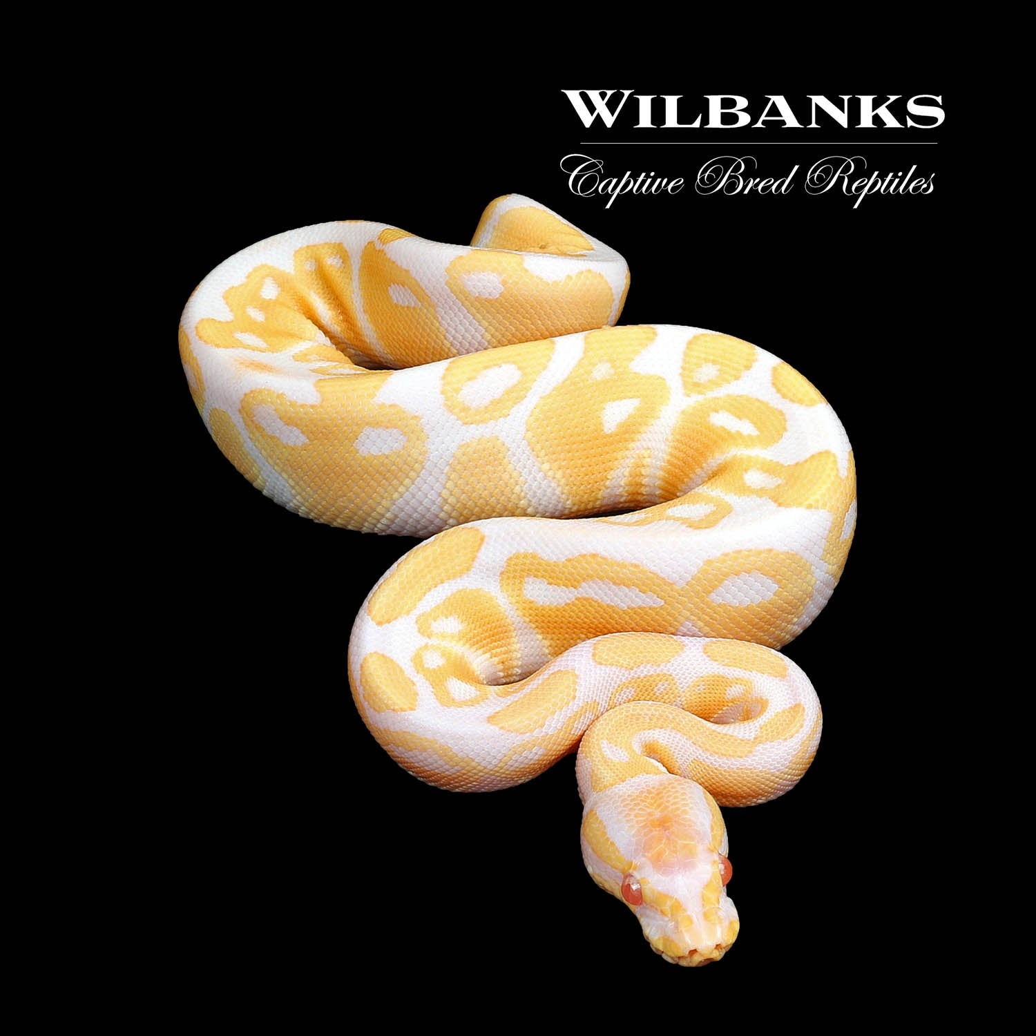 Albino Ball Python by Wilbanks Captive Bred Reptiles - MorphMarket