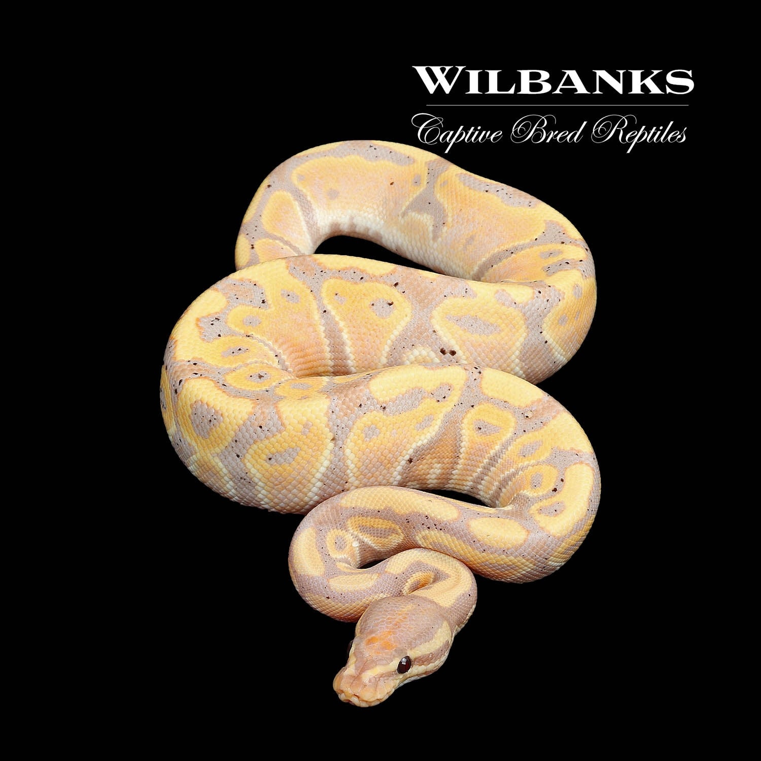 Banana 100% Het. Clown Ball Python by Wilbanks Captive Bred Reptiles ...