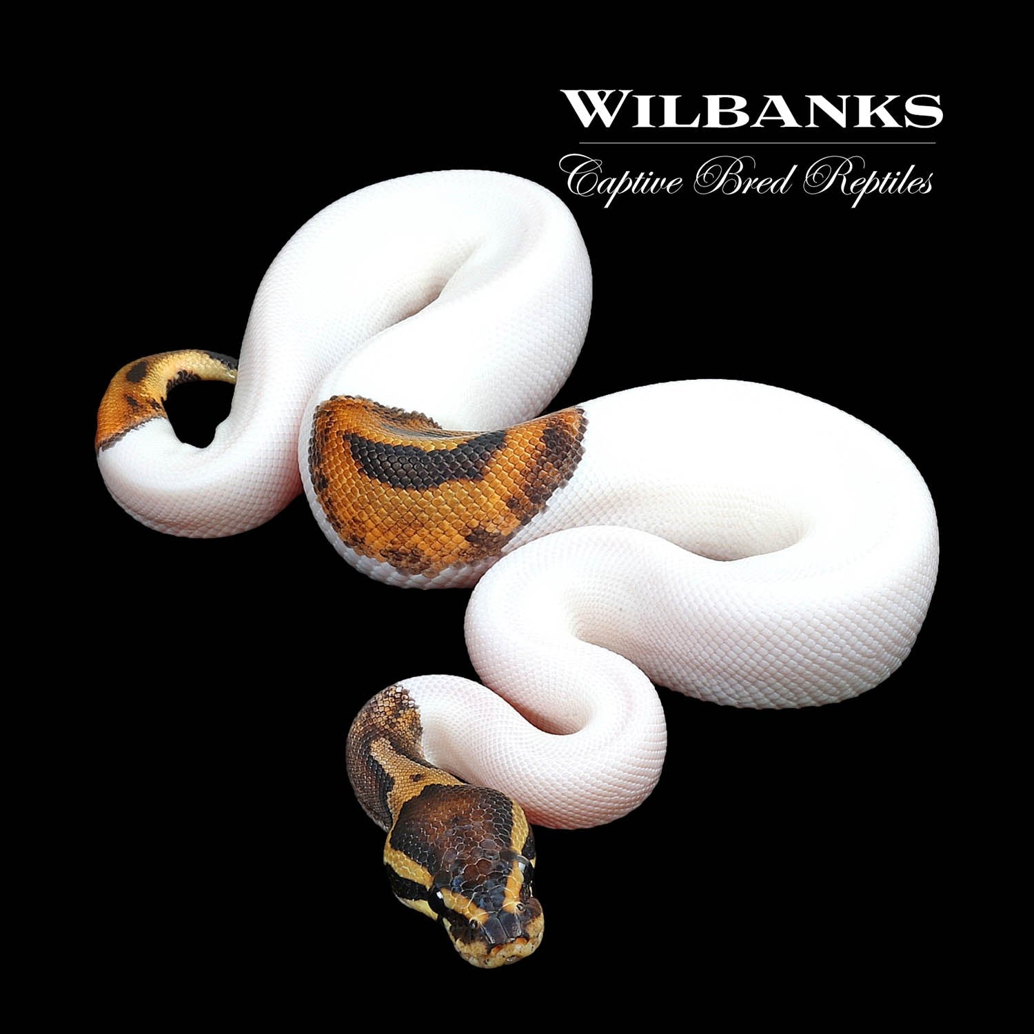 Pied Ball Python by Wilbanks Captive Bred Reptiles - MorphMarket