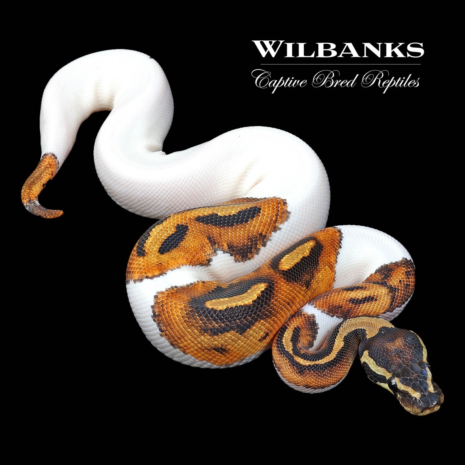 Pied Ball Python by Wilbanks Captive Bred Reptiles - MorphMarket