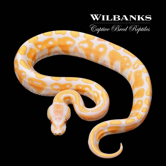 Lavender Albino Ball Python by Wilbanks Captive Bred Reptiles