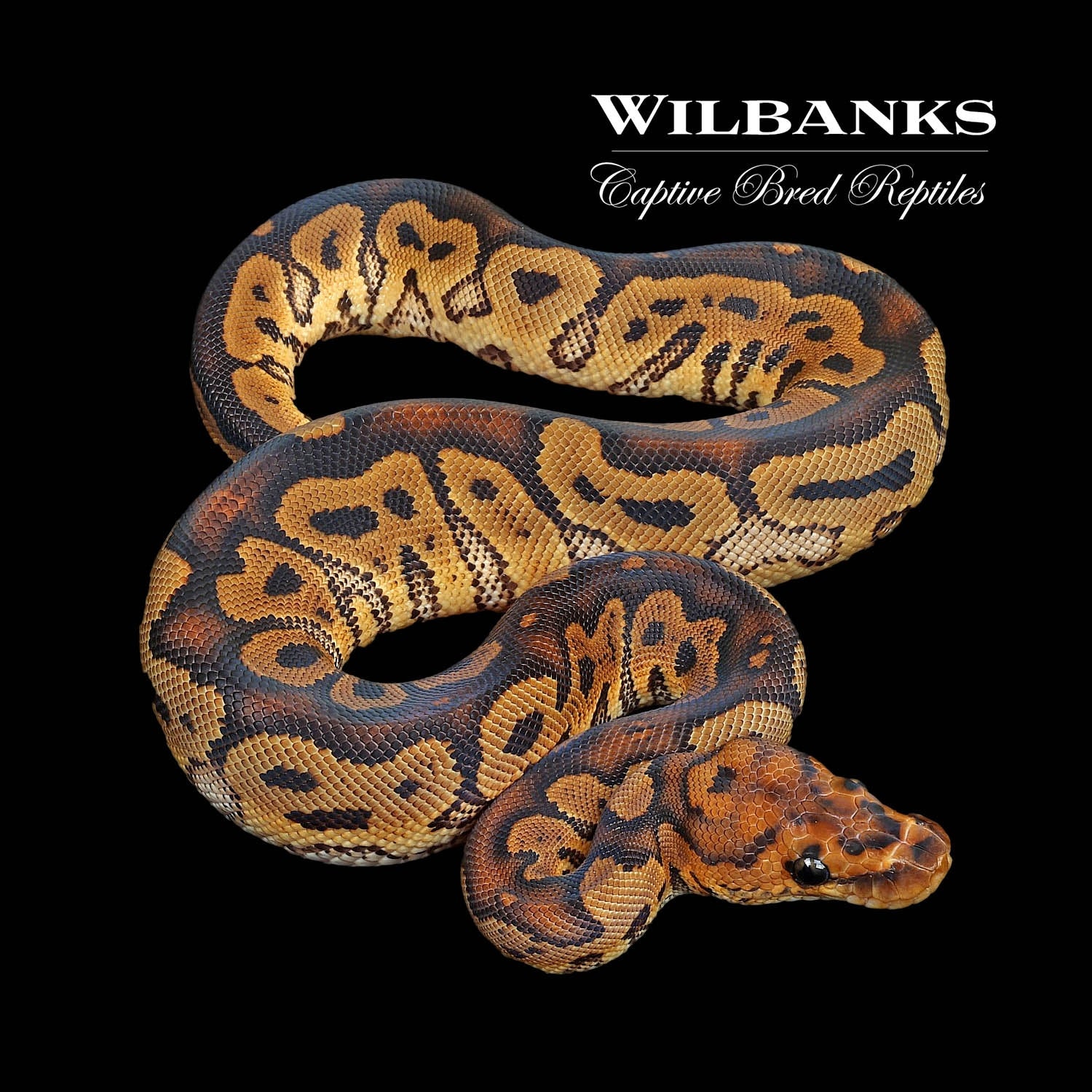 Yellow Belly Clown Ball Python by Wilbanks Captive Bred Reptiles ...